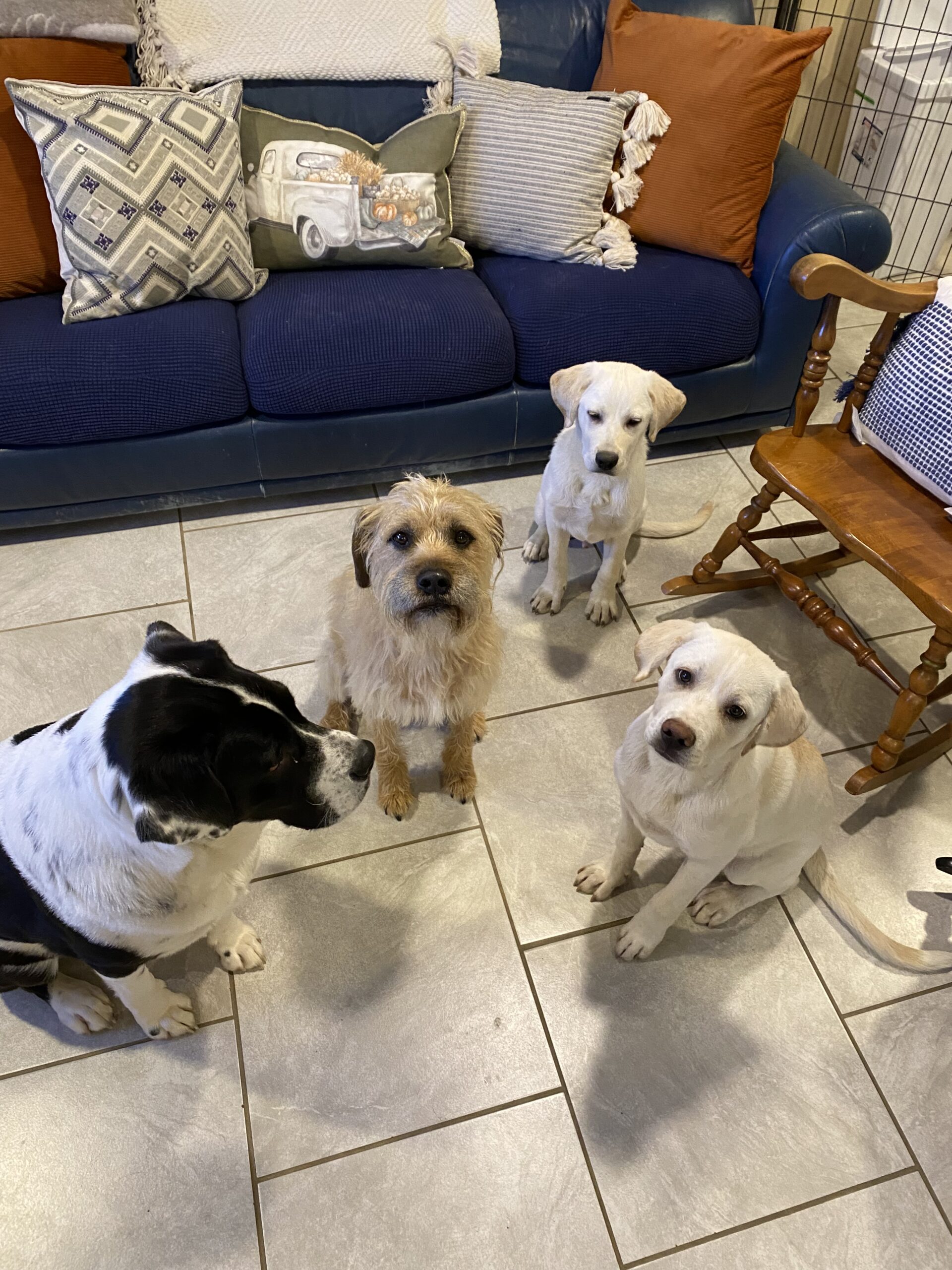 Basic Obedience Training - Leading the Leash